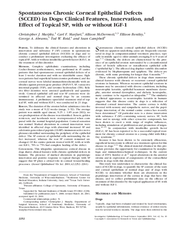 (PDF) Spontaneous chronic corneal epithelial defects (SCCED) in dogs ...
