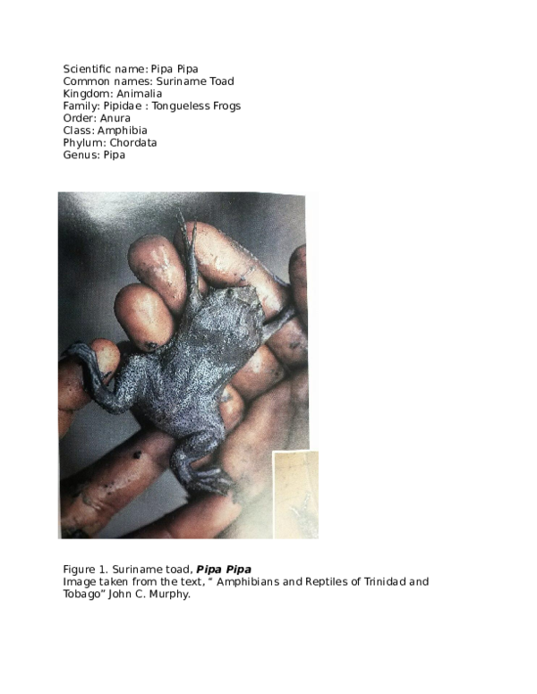 (DOC) ecology pipa_pipa.docx copy.docx