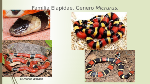 (PPT) Algunas características de los elapidae/some features of elapidae ...