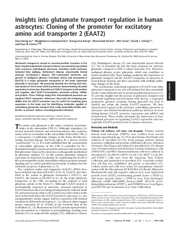 (PDF) Insights into glutamate transport regulation in human astrocytes ...