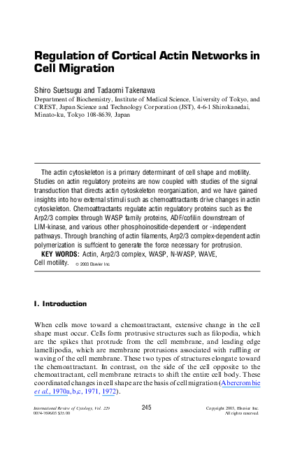 (PDF) Regulation of Cortical Actin Networks in Cell Migration