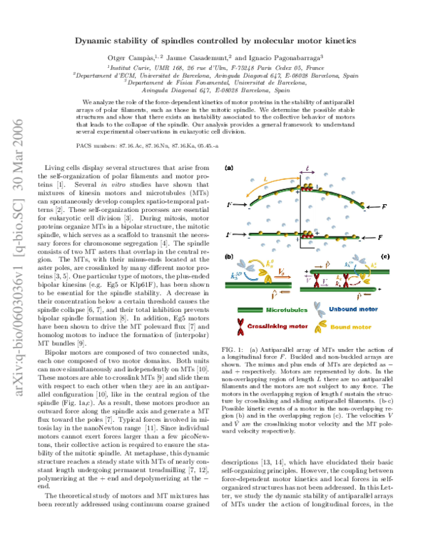 (PDF) Dynamic stability of spindles controlled by molecular motor kinetics