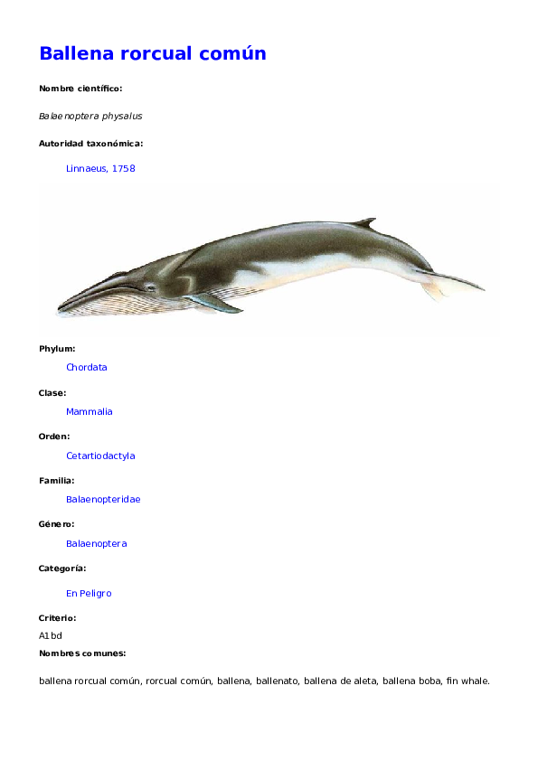 (PDF) Ballena rorcual común, Balaenoptera physalus