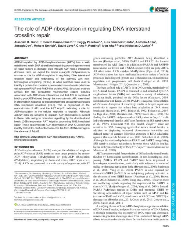 (PDF) The role of ADP-ribosylation in regulating DNA interstrand crosslink repair