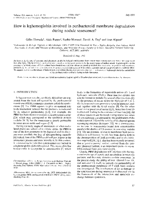 (PDF) How is leghemoglobin involved in peribacteroid membrane ...