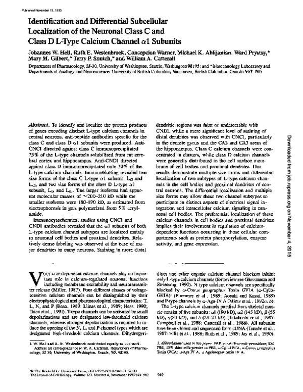 Pdf Identification And Differential Subcellular Localization Of The Neuronal Class C And Class