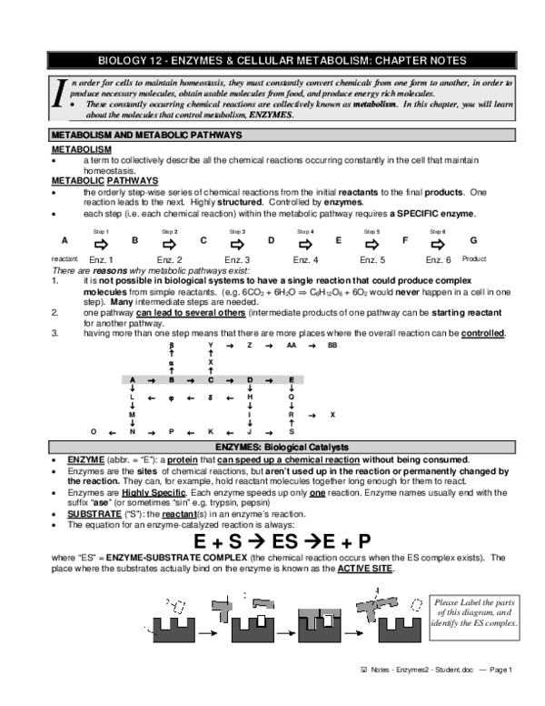 (PDF) BIOLOGY 12 -ENZYMES & CELLULAR METABOLISM: CHAPTER NOTES