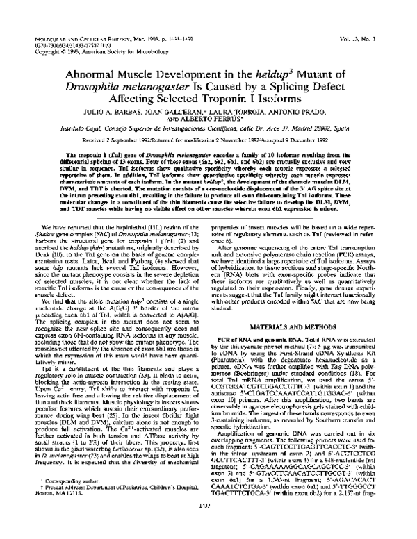 (PDF) Abnormal muscle development in the heldup3 mutant of Drosophila ...