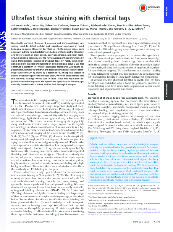 (PDF) Ultra fast tissue staining with chemical tags