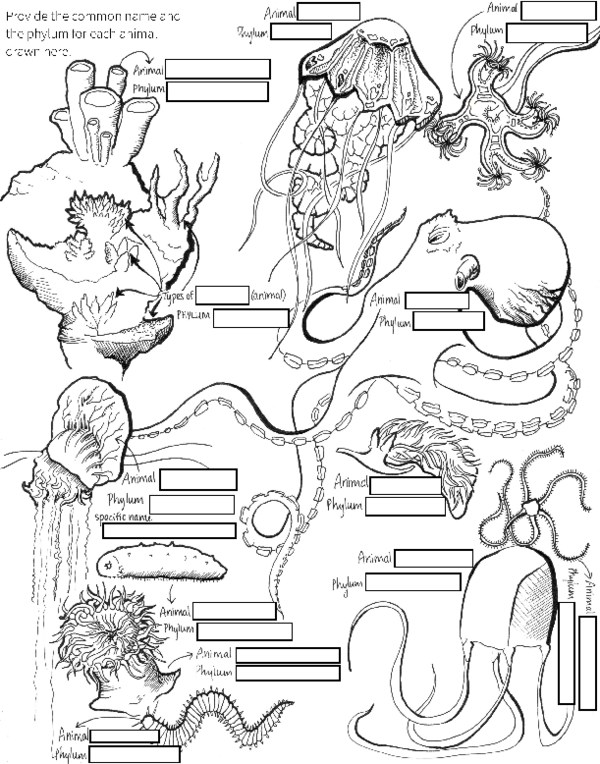 (PDF) Invertebrate Phylum Hand-drawn Worksheet