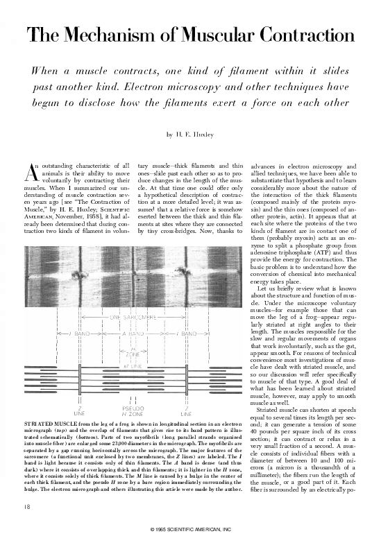 (PDF) The Mechanism of Muscular Contraction