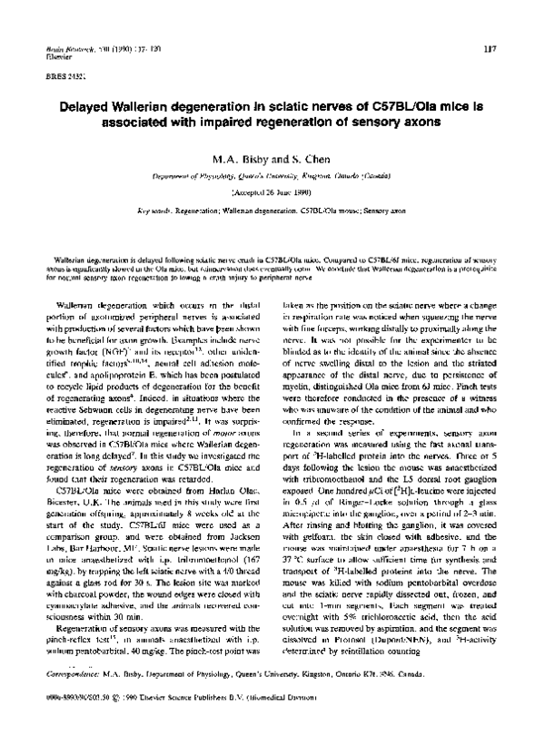 (PDF) Delayed Wallerian degeneration in sciatic nerves of C57BL/Ola ...
