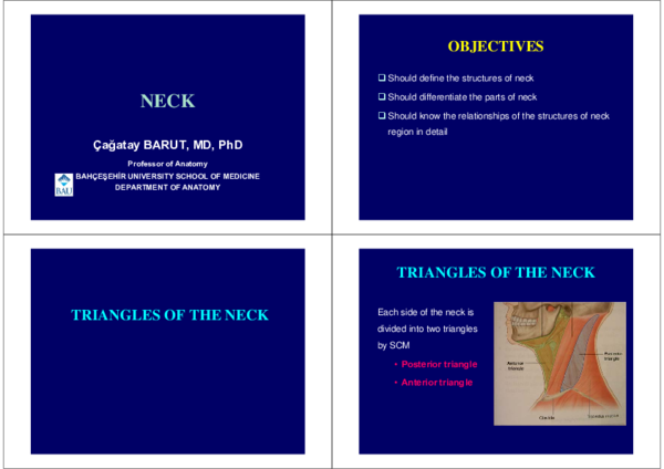(PDF) NECK TRIANGLES OF THE NECK TRIANGLES OF THE NECK