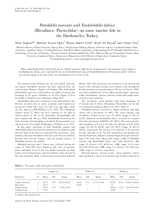 (PDF) Pontobdella muricata and Trachelobdella lubrica (Hirudinea ...