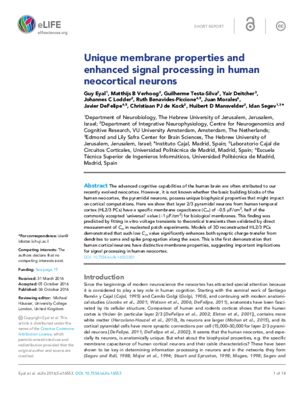 (PDF) Unique membrane properties and enhanced signal processing in human neocortical neurons