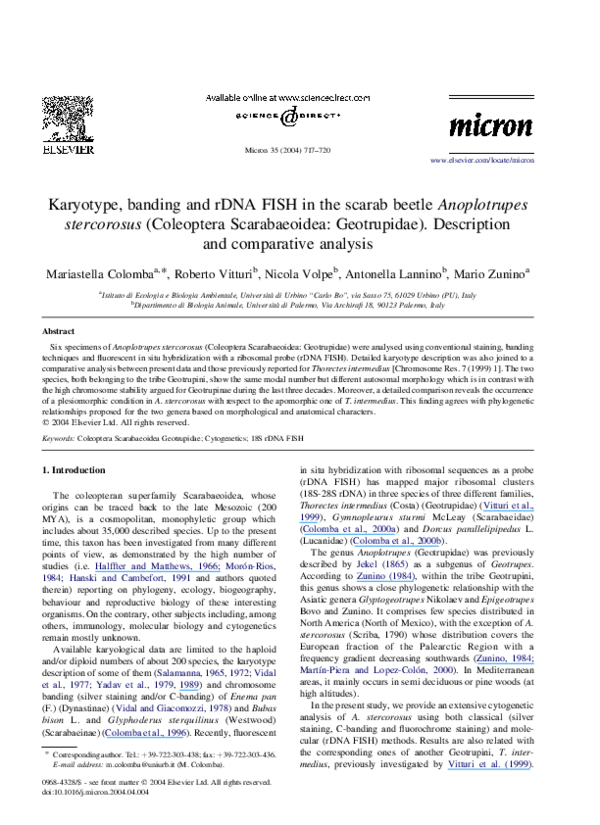 (PDF) Karyotype, banding and rDNA FISH in the scarab beetle ...