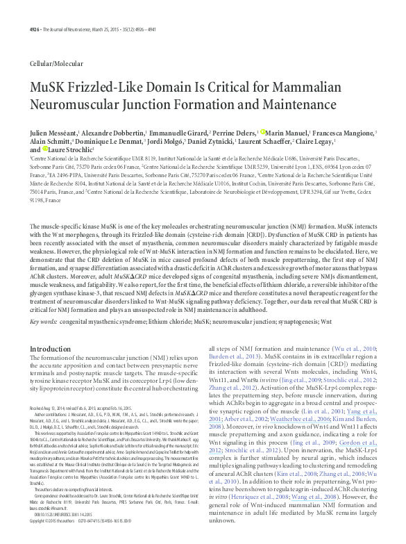 (PDF) MuSK Frizzled-Like Domain Is Critical for Mammalian Neuromuscular ...