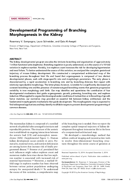 (PDF) Developmental Programming of Branching Morphogenesis in the Kidney