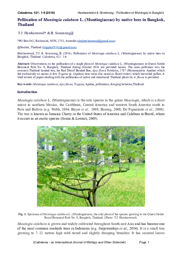 (PDF) Pollination of Muntingia calabura L. (Muntingiaceae) by native ...