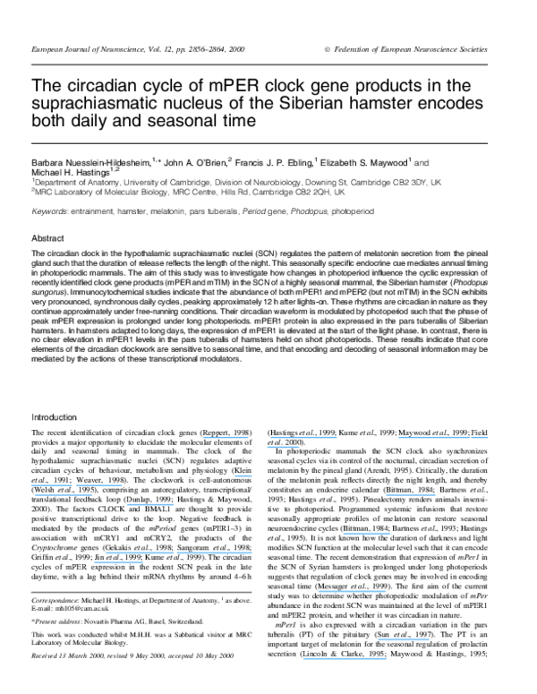 (PDF) The circadian cycle of mPER clock gene products in the ...