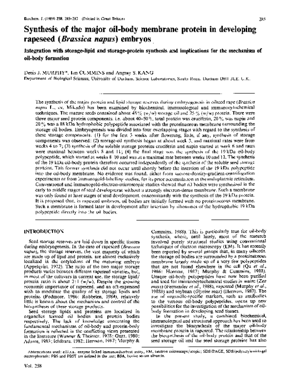 (PDF) Synthesis of the major oil-body membrane protein in developing ...
