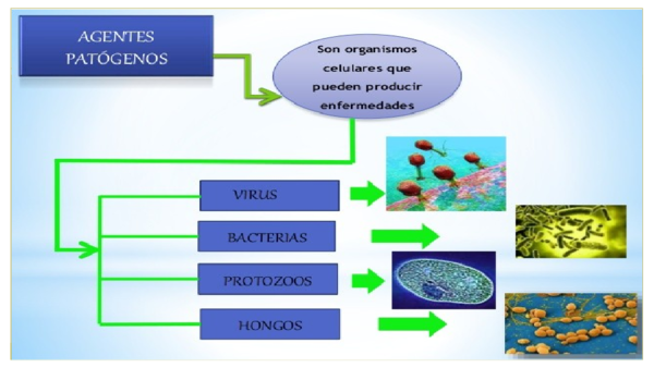 (PPT) ° AÑO AGENTES PATÓGENOS