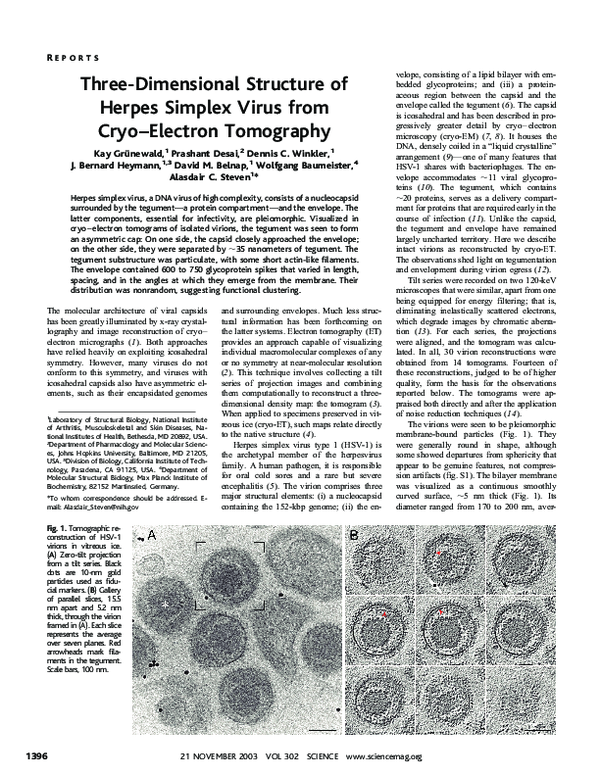 (PDF) Three-Dimensional Structure of Herpes Simplex Virus from Cryo ...