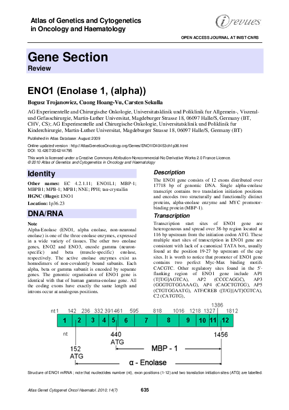 (PDF) ENO1 (Enolase 1, (alpha))