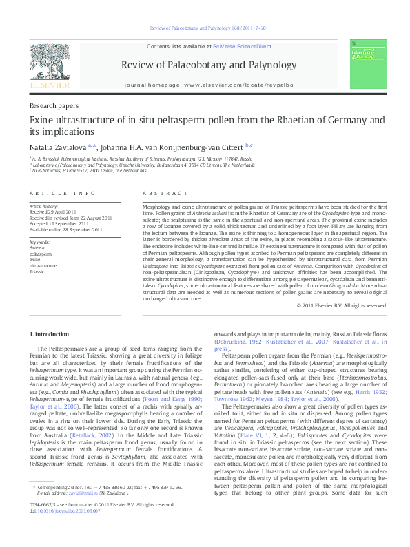 (PDF) Exine ultrastructure of in situ peltasperm pollen from the ...