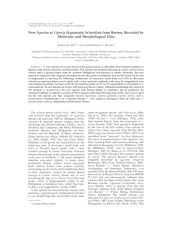 (PDF) New Species of Lipinia (Squamata: Scincidae) from Borneo ...