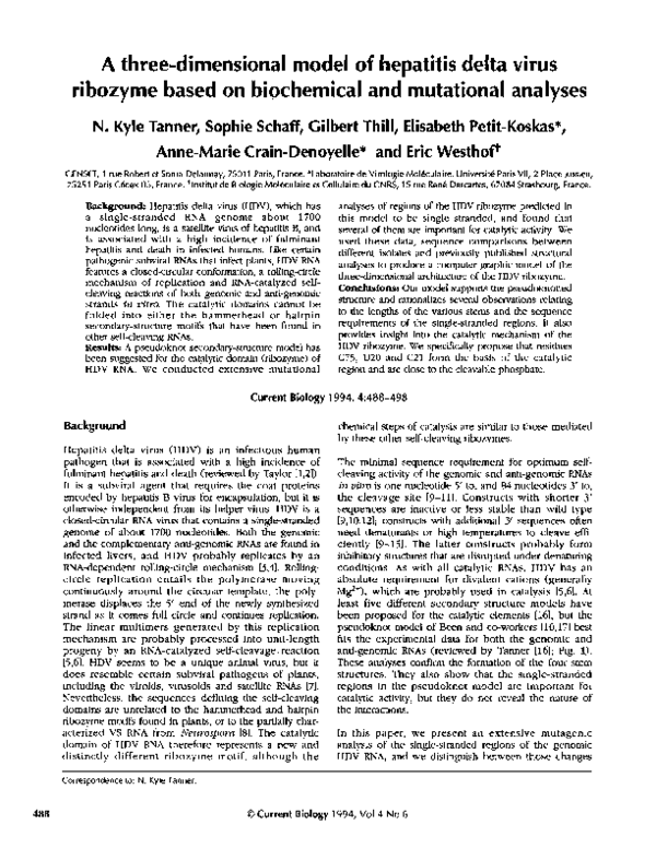 (PDF) A three-dimensional model of hepatitis delta virus ribozyme based ...