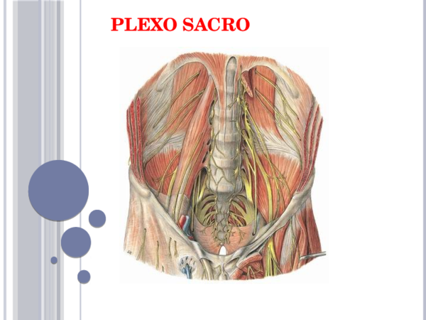 (PPT) Plexo Sacro