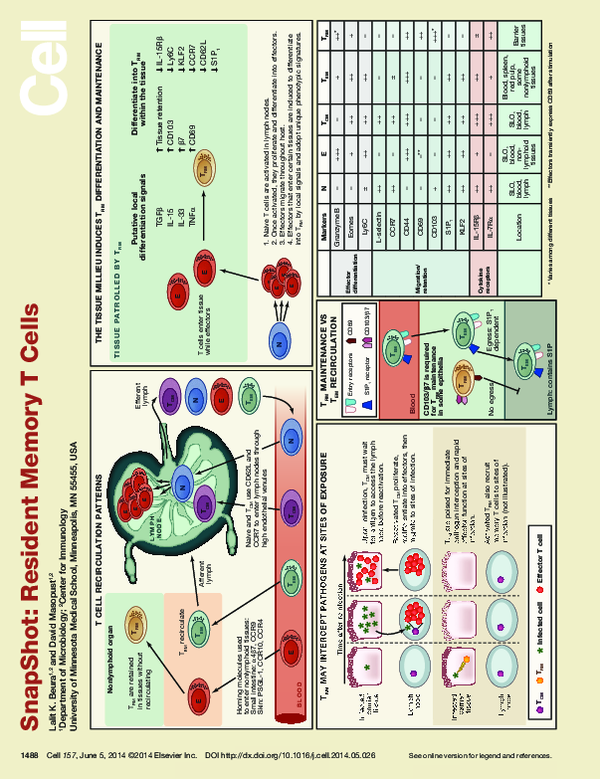 (PDF) SnapShot: Resident Memory T Cells
