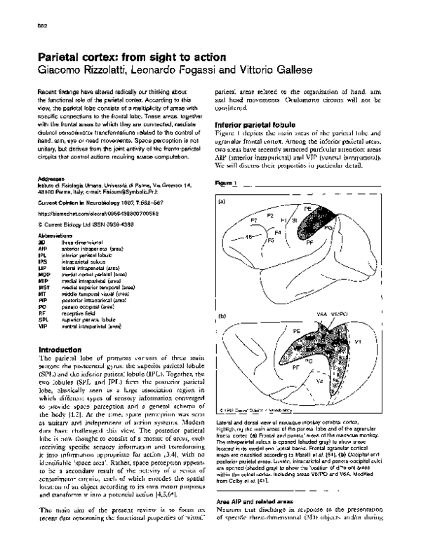 (PDF) Parietal cortex: from sight to action
