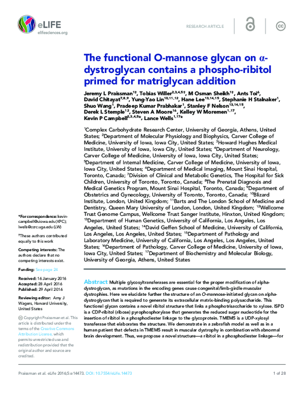 (PDF) The functional O-mannose glycan on α-dystroglycan contains a ...