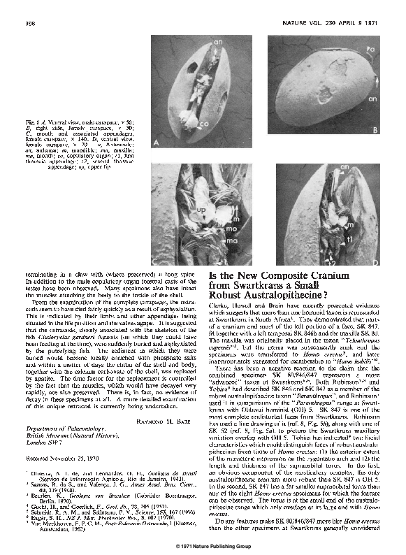 (PDF) Is the New Composite Cranium from Swartkrans a Small Robust ...