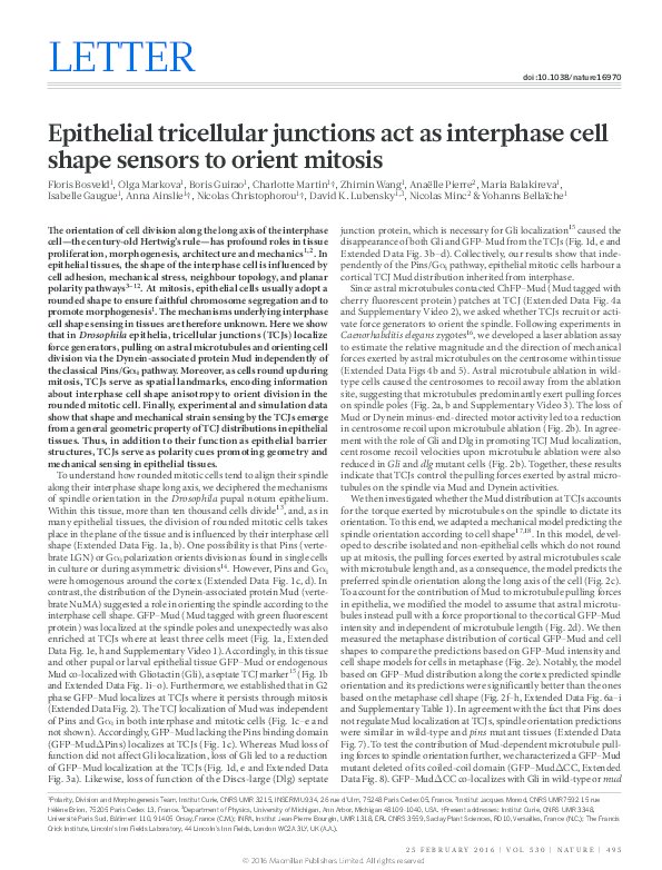 (PDF) Epithelial tricellular junctions act as interphase cell shape ...