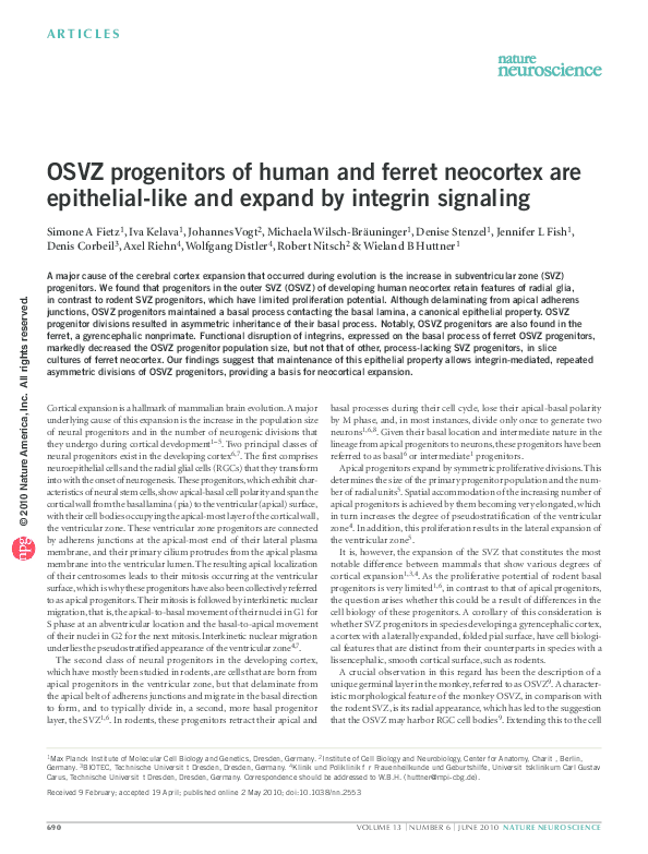 (PDF) OSVZ progenitors of human and ferret neocortex are epithelial ...