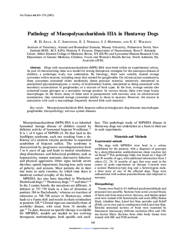 (PDF) Pathology of Mucopolysaccharidosis IIIA in Huntaway Dogs