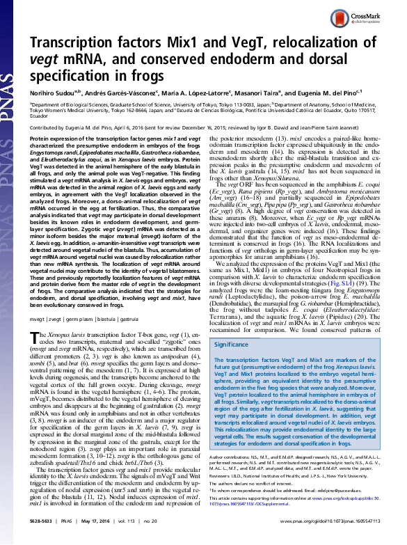 (PDF) Transcription factors Mix1 and VegT, relocalization of vegt mRNA ...