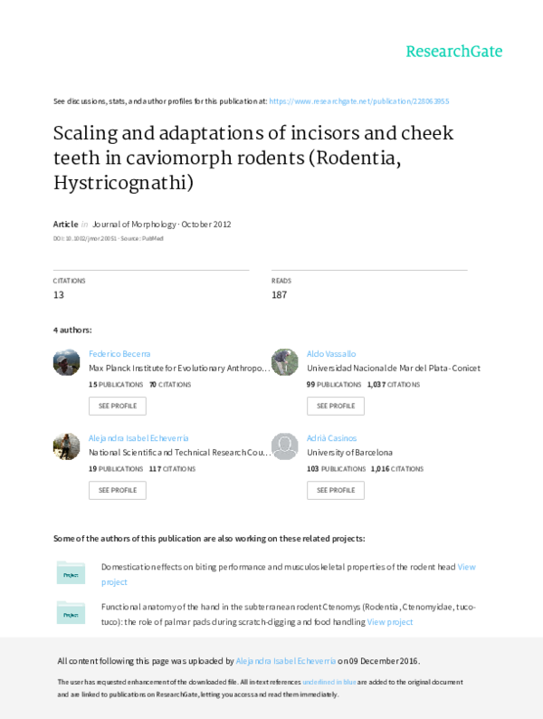 (PDF) Scaling and adaptations of incisors and cheek teeth in caviomorph ...