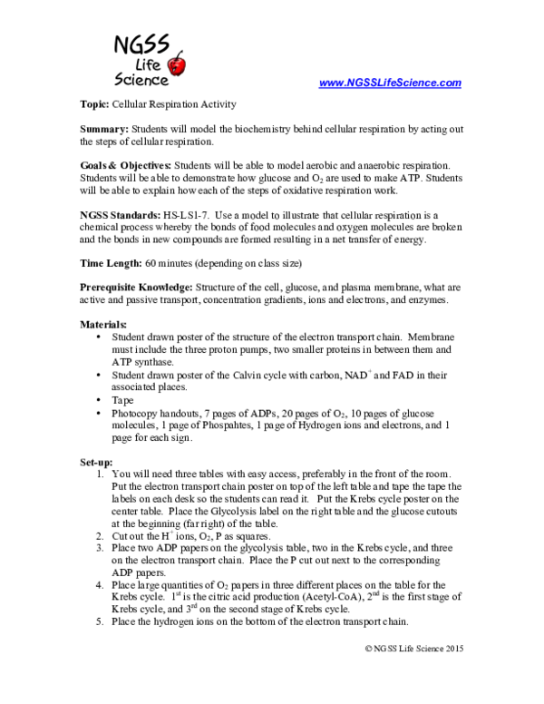 (PDF) Cellular respiration activity