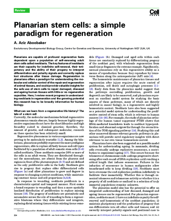 (PDF) Planarian stem cells: a simple paradigm for regeneration