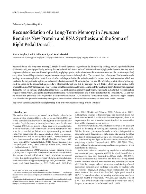 (PDF) Reconsolidation of a Long-Term Memory in Lymnaea Requires New Protein and RNA Synthesis ...