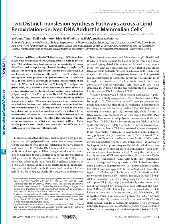 (PDF) Two Distinct Translesion Synthesis Pathways across a Lipid ...