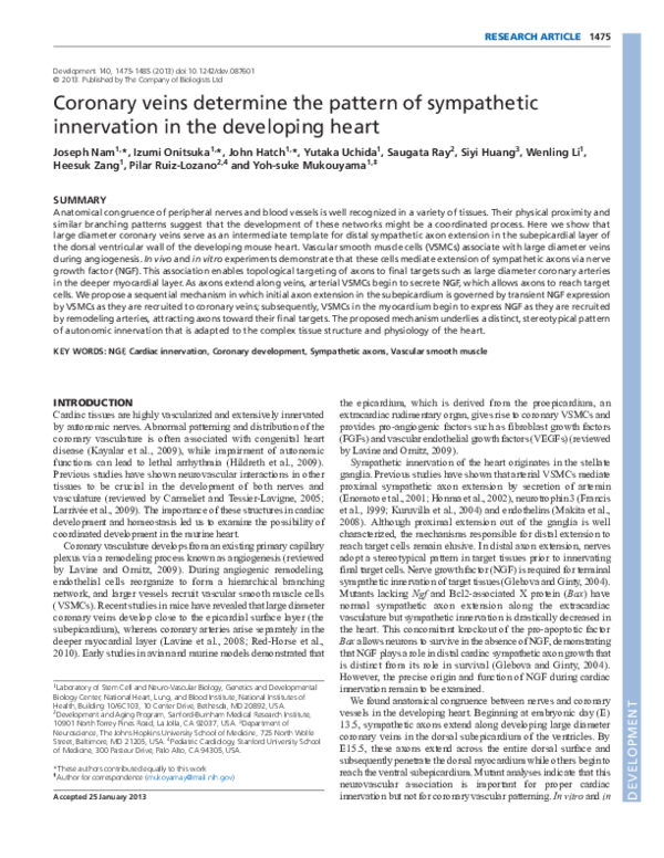 (PDF) Coronary veins determine the pattern of sympathetic innervation ...