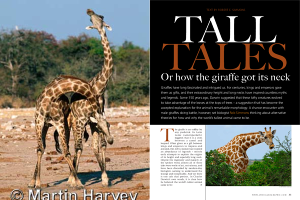 (PDF) Tall tales, or how the giraffe got its neck