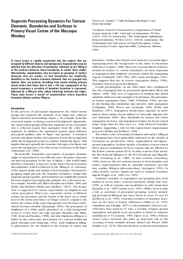 (PDF) Separate processing dynamics for texture elements, boundaries and surfaces in primary ...