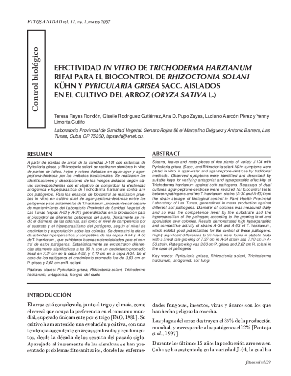 (PDF) EFECTIVIDAD IN VITRO DE TRICHODERMA HARZIANUM RIFAI PARA EL BIOCONTROL DE RHIZOCTONIA ...