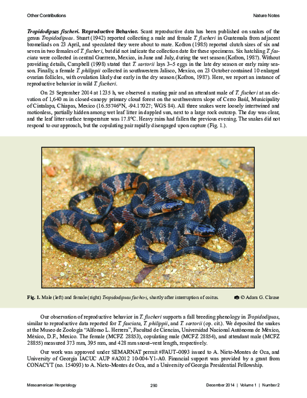 (PDF) Nature Notes. Tropidodipsas fischeri. Reproductive Behavior ...